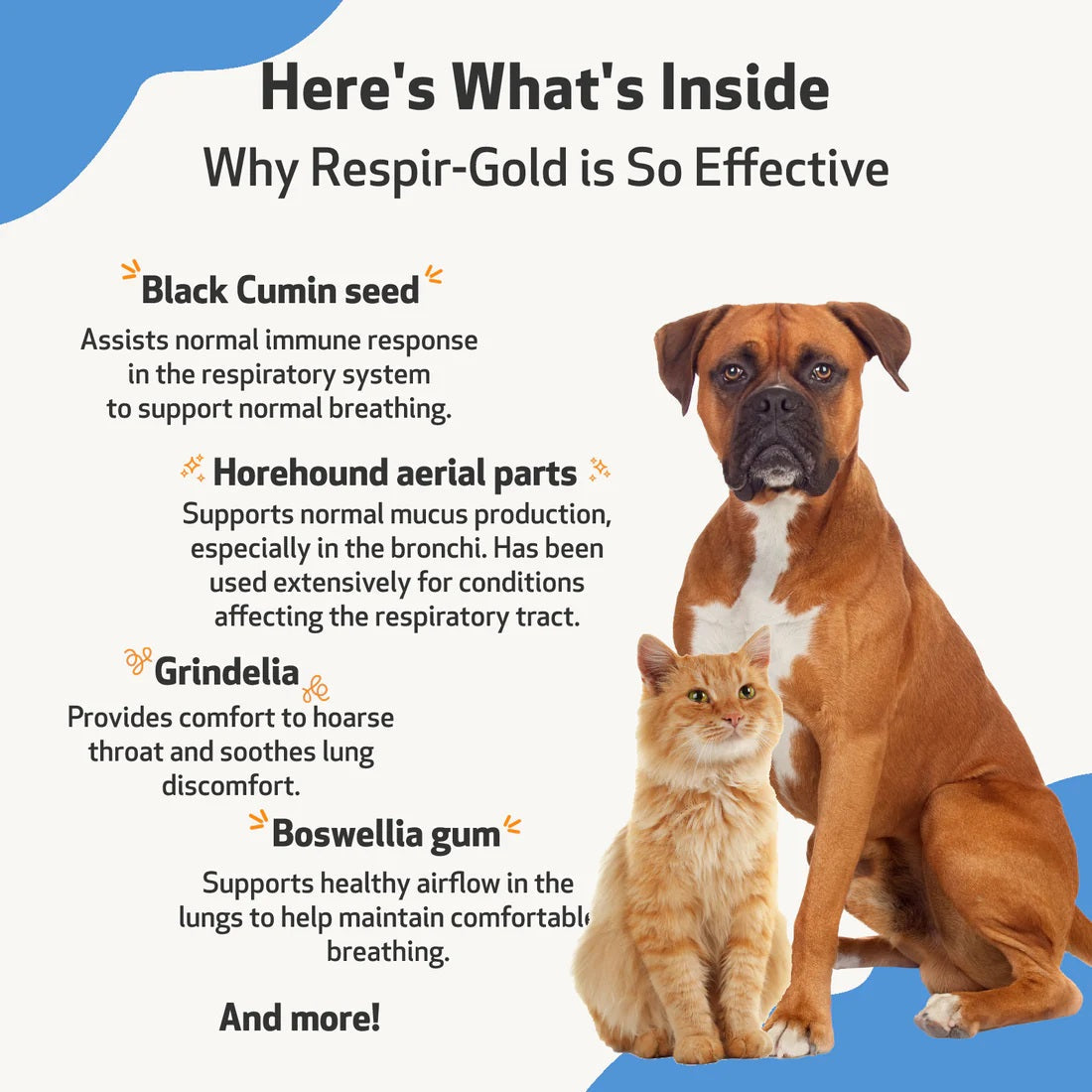 Pet Wellbeing - Respir Gold - for Easy Breathing in Cats & Dogs ...